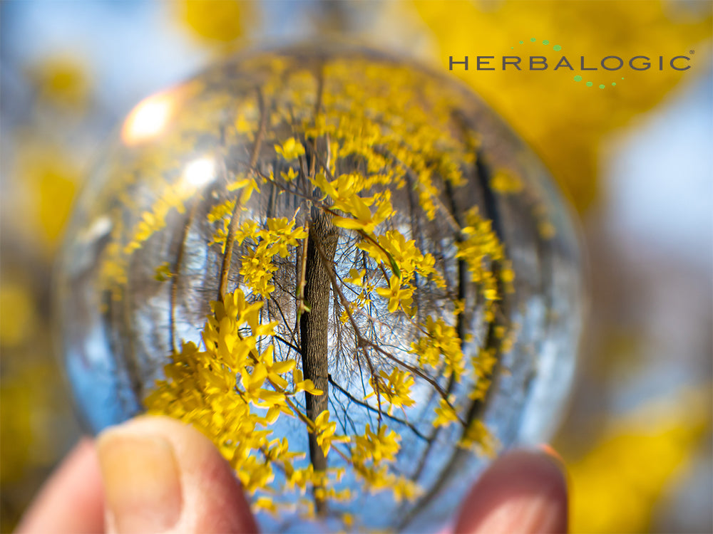 Re-watching Contagion in a Time of COVID-19 – Herbalogic