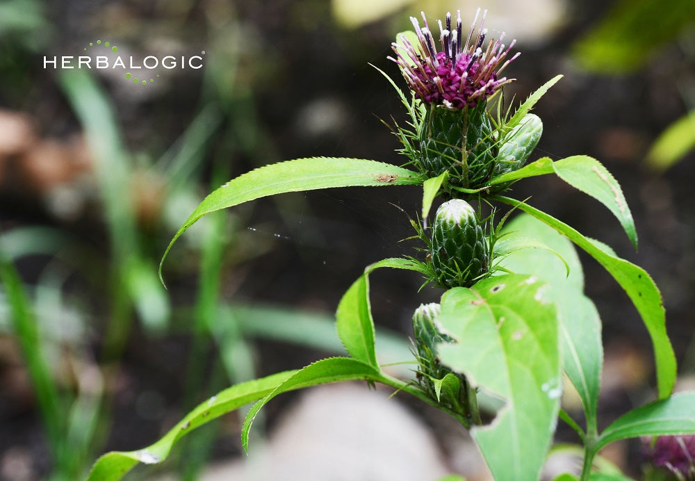 Spotlight on Herbs: Atractylodes – Herbalogic